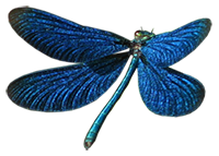 Können Libellen stechen ? - Libellen in Deutschland, Österreich und der ...