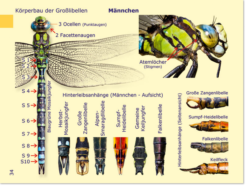 Libellenarten einfach bestimmen. - Libellen in Deutschland, Österreich und der Schweiz
