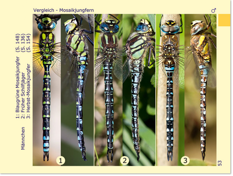 Libellenarten einfach bestimmen. - Libellen in Deutschland, Österreich und der Schweiz
